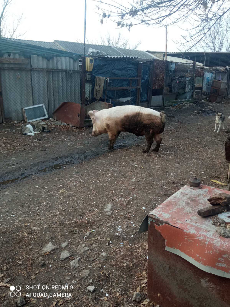 Продам хряка