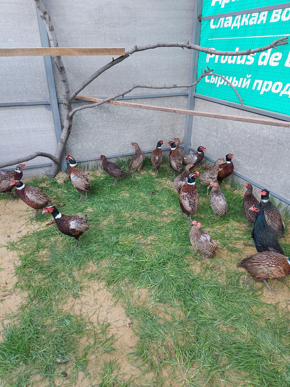 Fazani vânătorești 2022