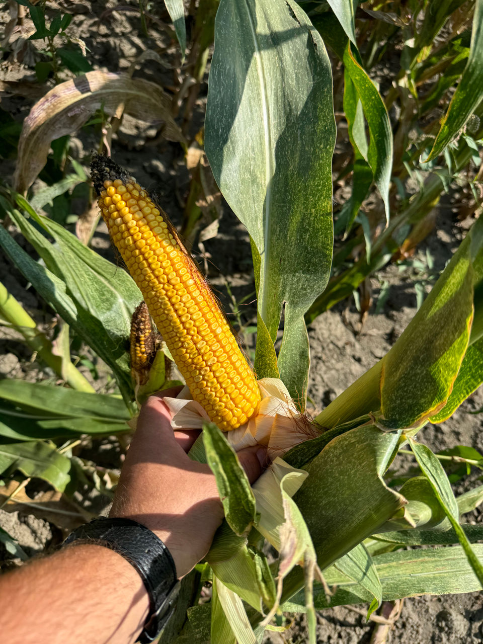 Vind Porumb….pretul 5 lei