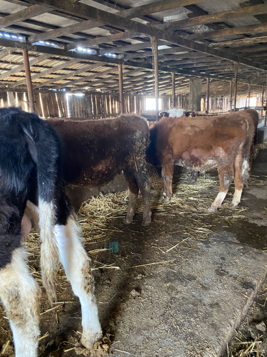 Vind 4 buhai la crestere