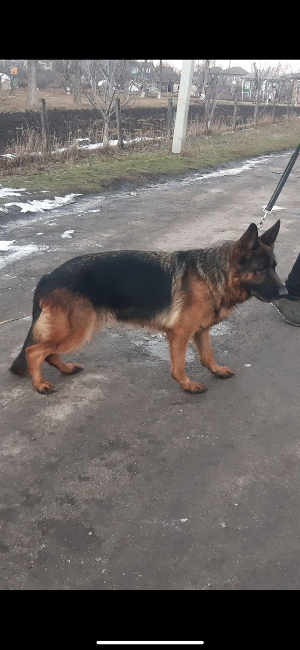 Vind pui ciobanesc german