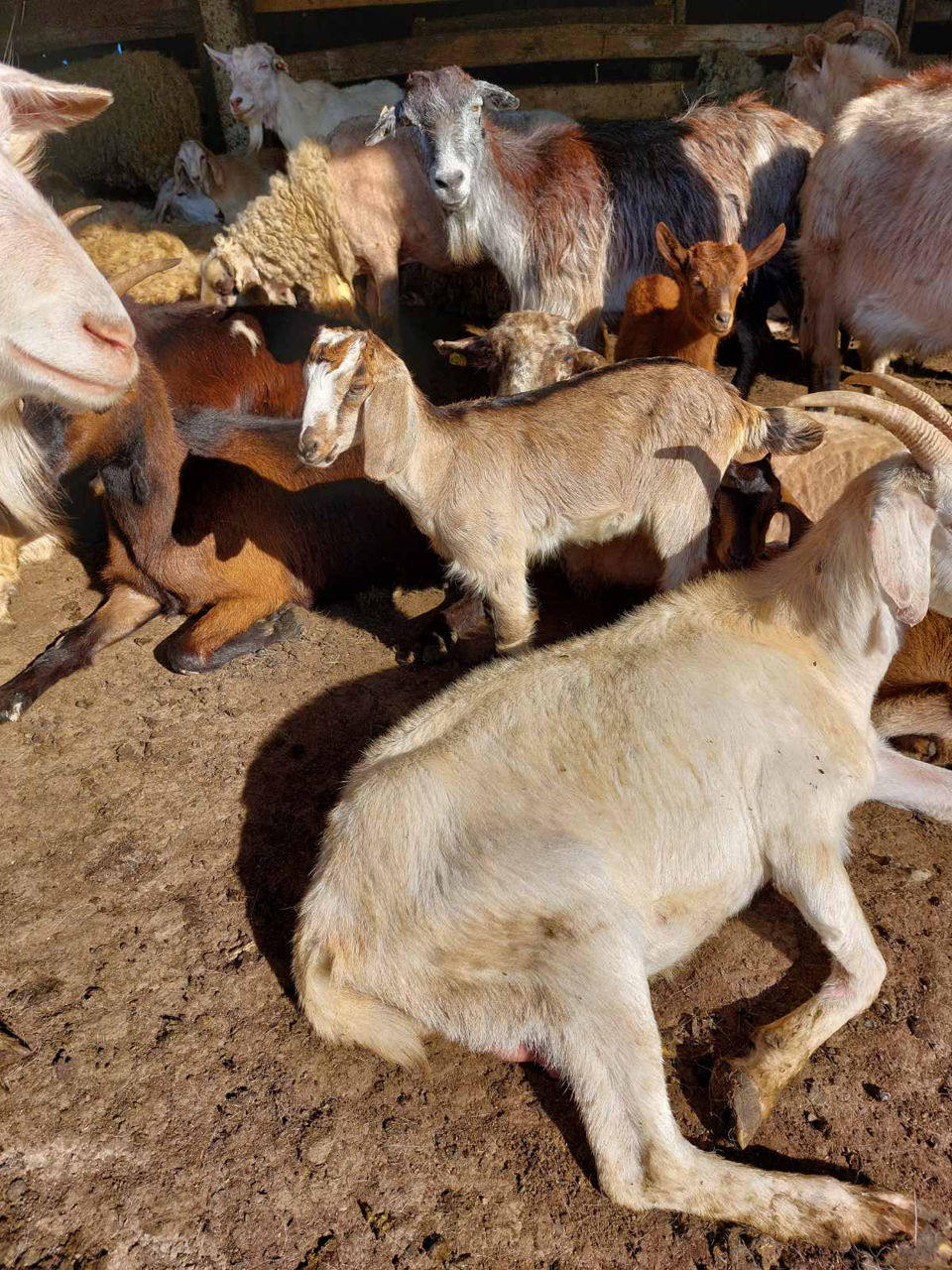 Edite anglonubiene si murciana metis