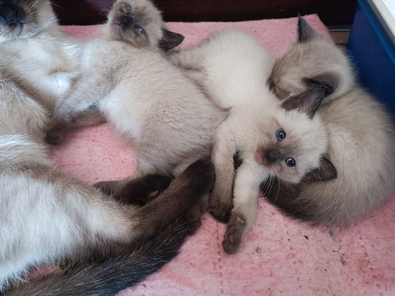 Сиамские котята