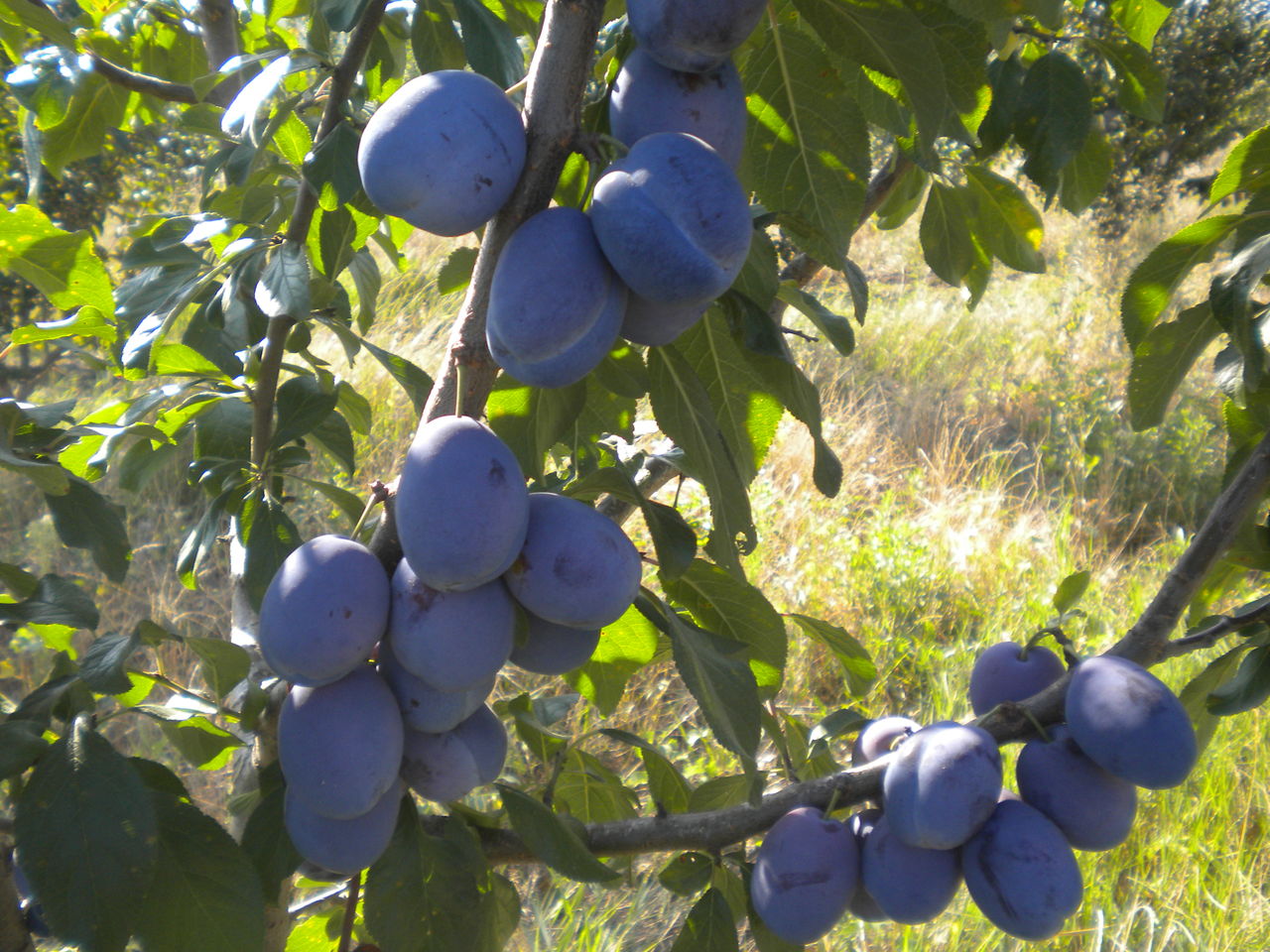 Pomi fructiferi --- prun Stenlei ,Top - Hit , Agelino, Ciornîi Prinț ...
