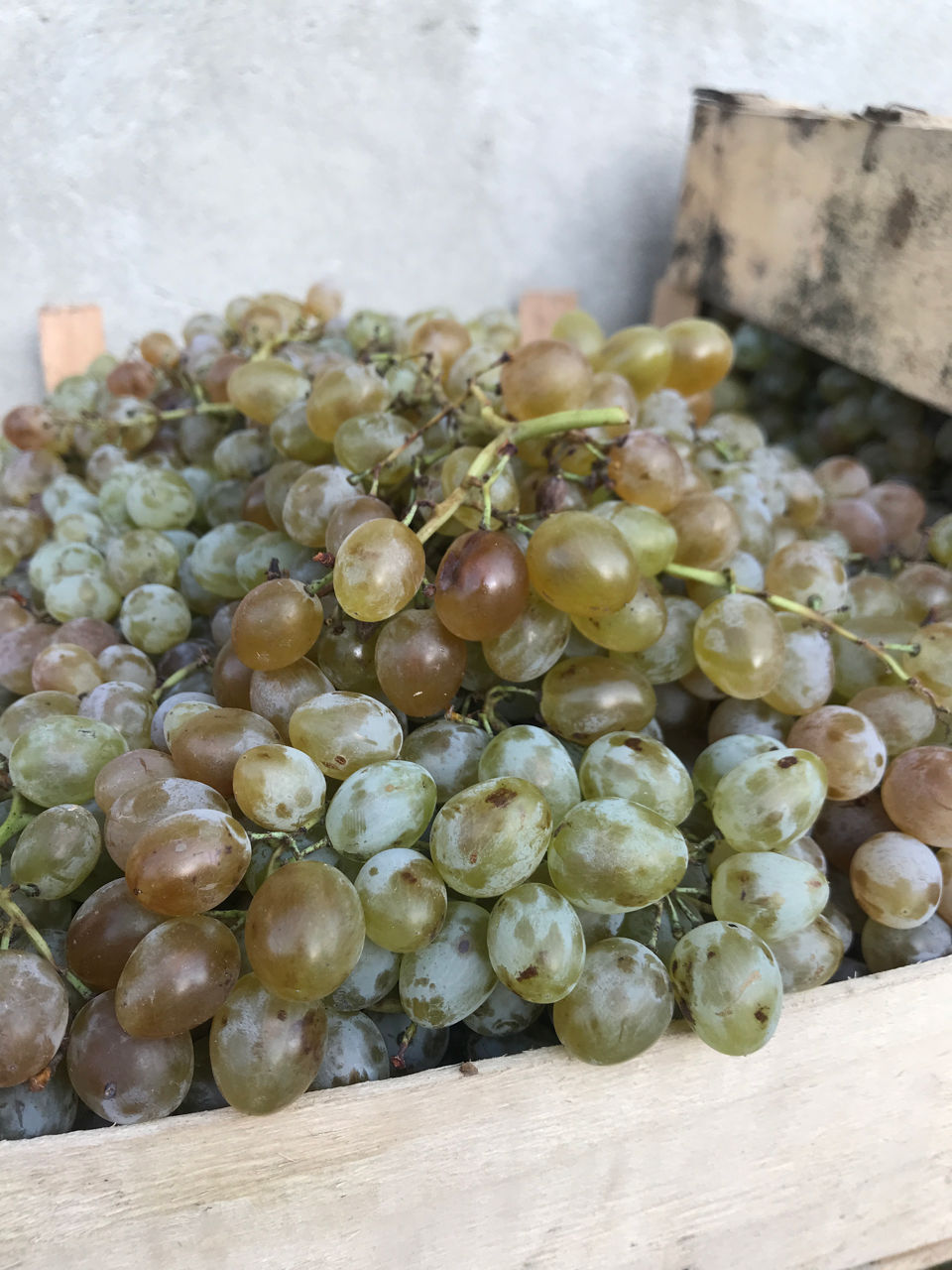 Must din poamă Suruceni/Ialoveni