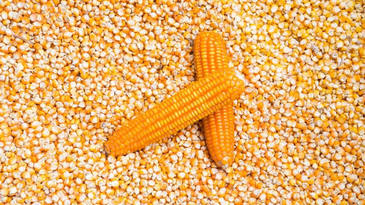 Vind porumb anul 2021, calitate foarte buna -15 tone