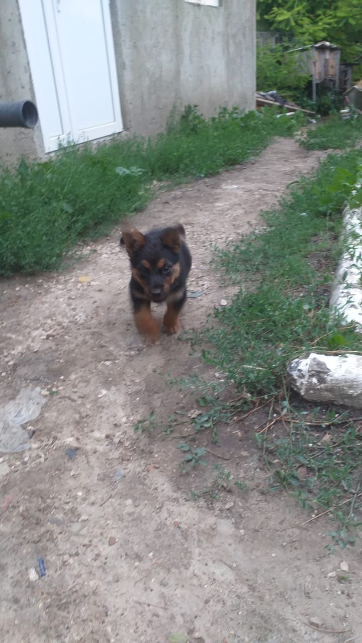 Vîind cîine . Aficiarcă italiană