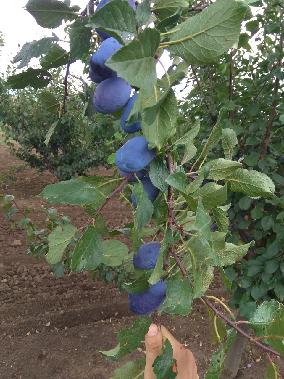 CUMPAR PRUNE LA USCAT CANTITATI MARI