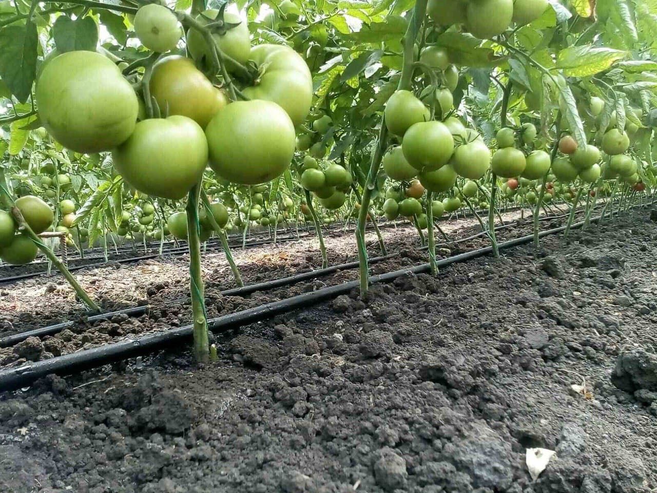 Мануса RZ F1 ( Manusa F1 ) семена розовых томатов Riijk Zwaan. Semințe ...