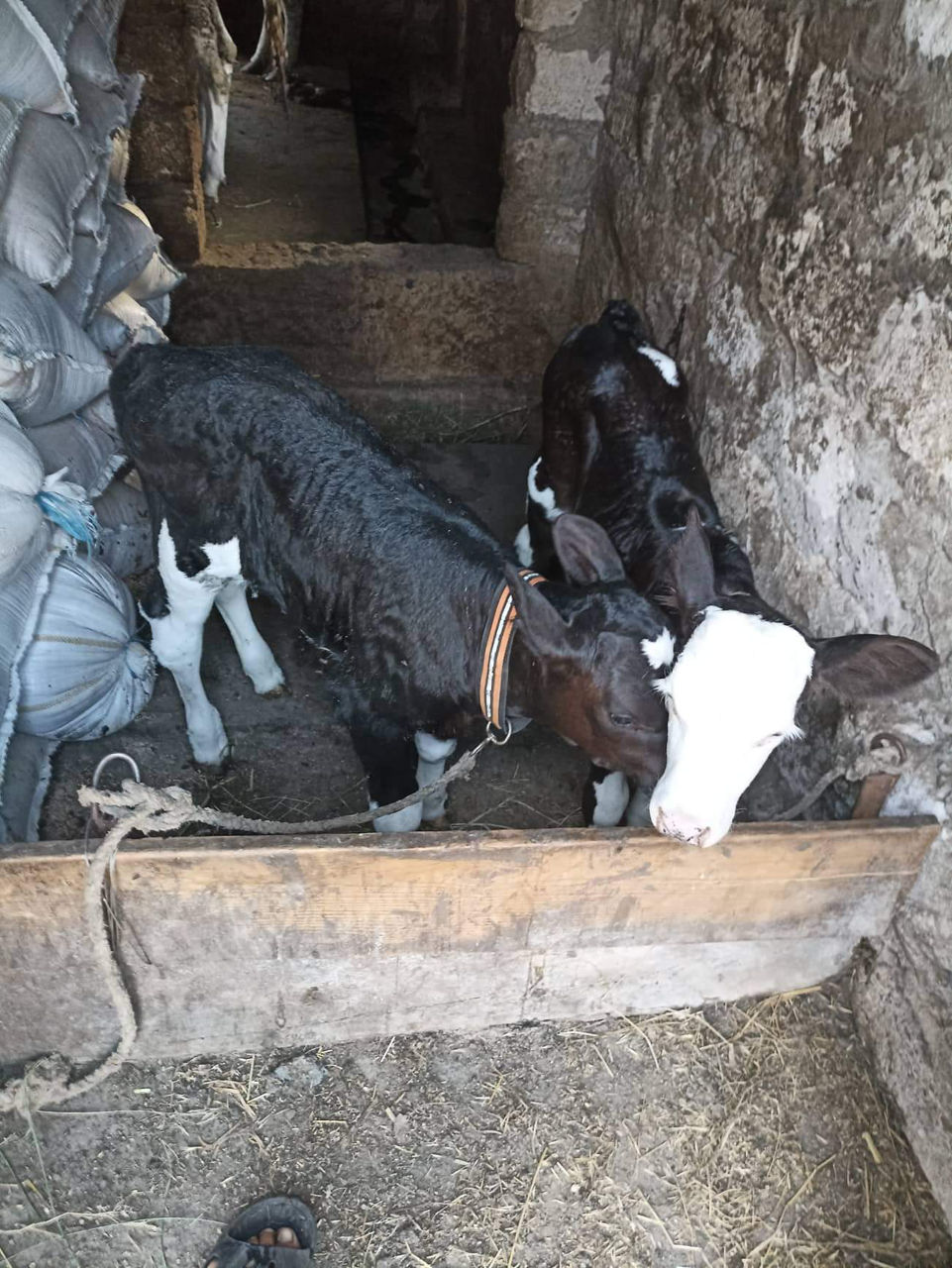 Vind doua vitele din vaci bune de lapte