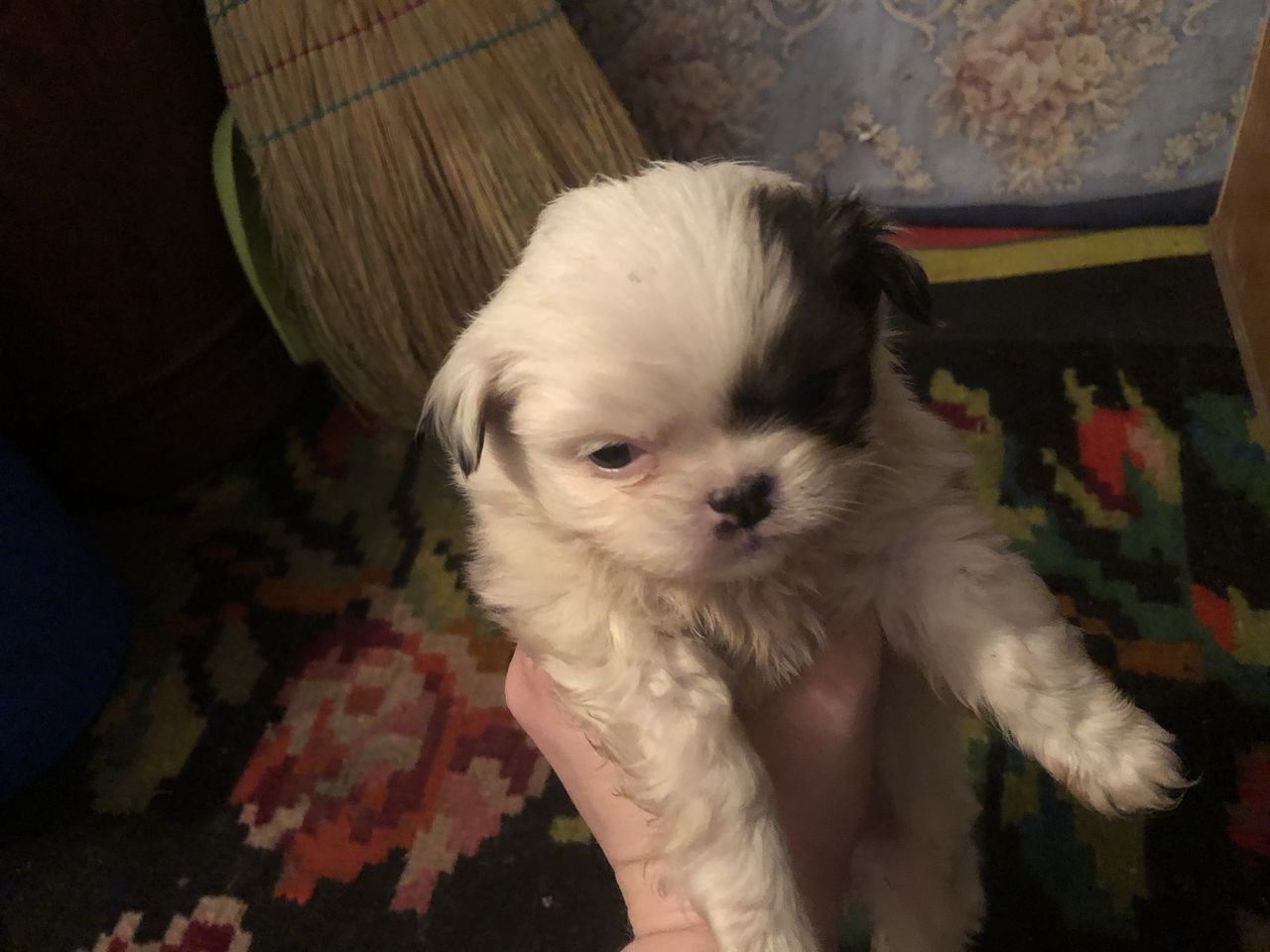 Se vinde cățeii de pechinezi