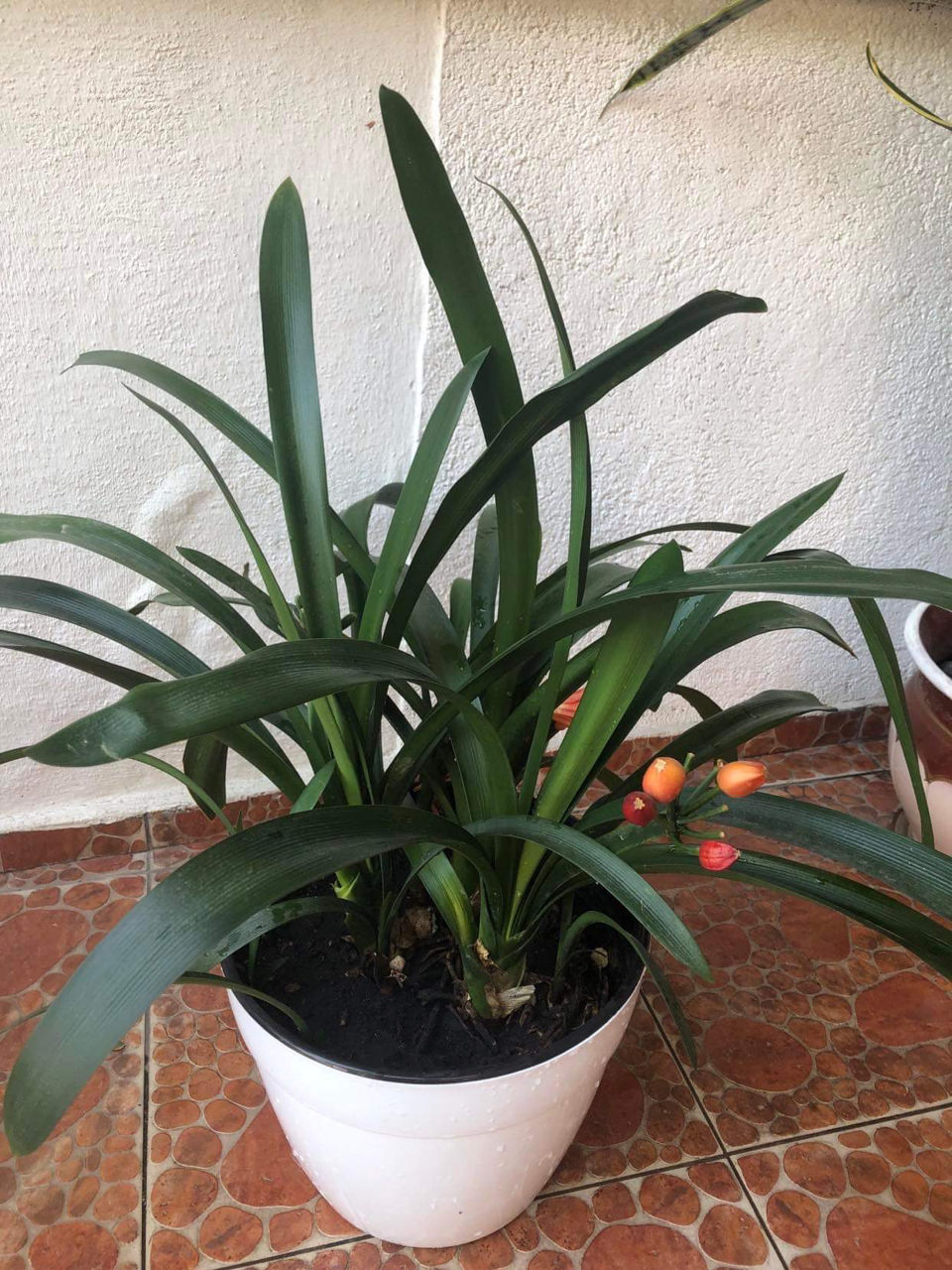 Flori de camera de vinzare