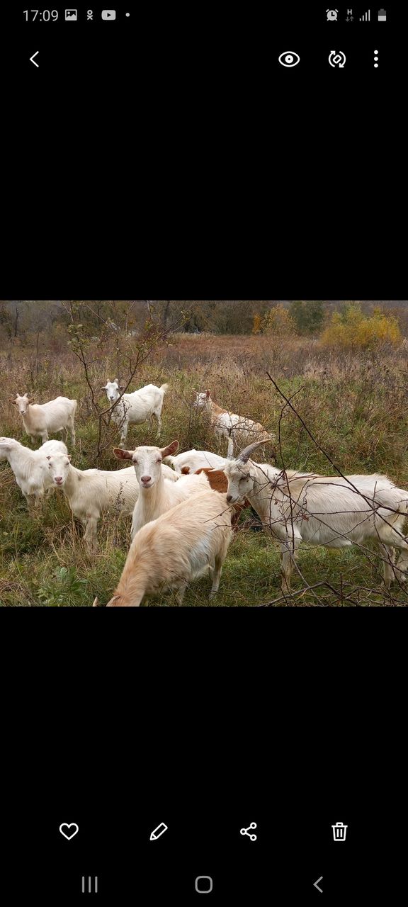 Vind capre și 3 Țapi