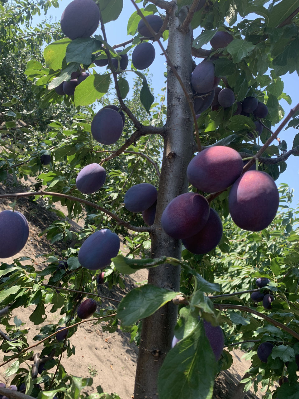 Prune President