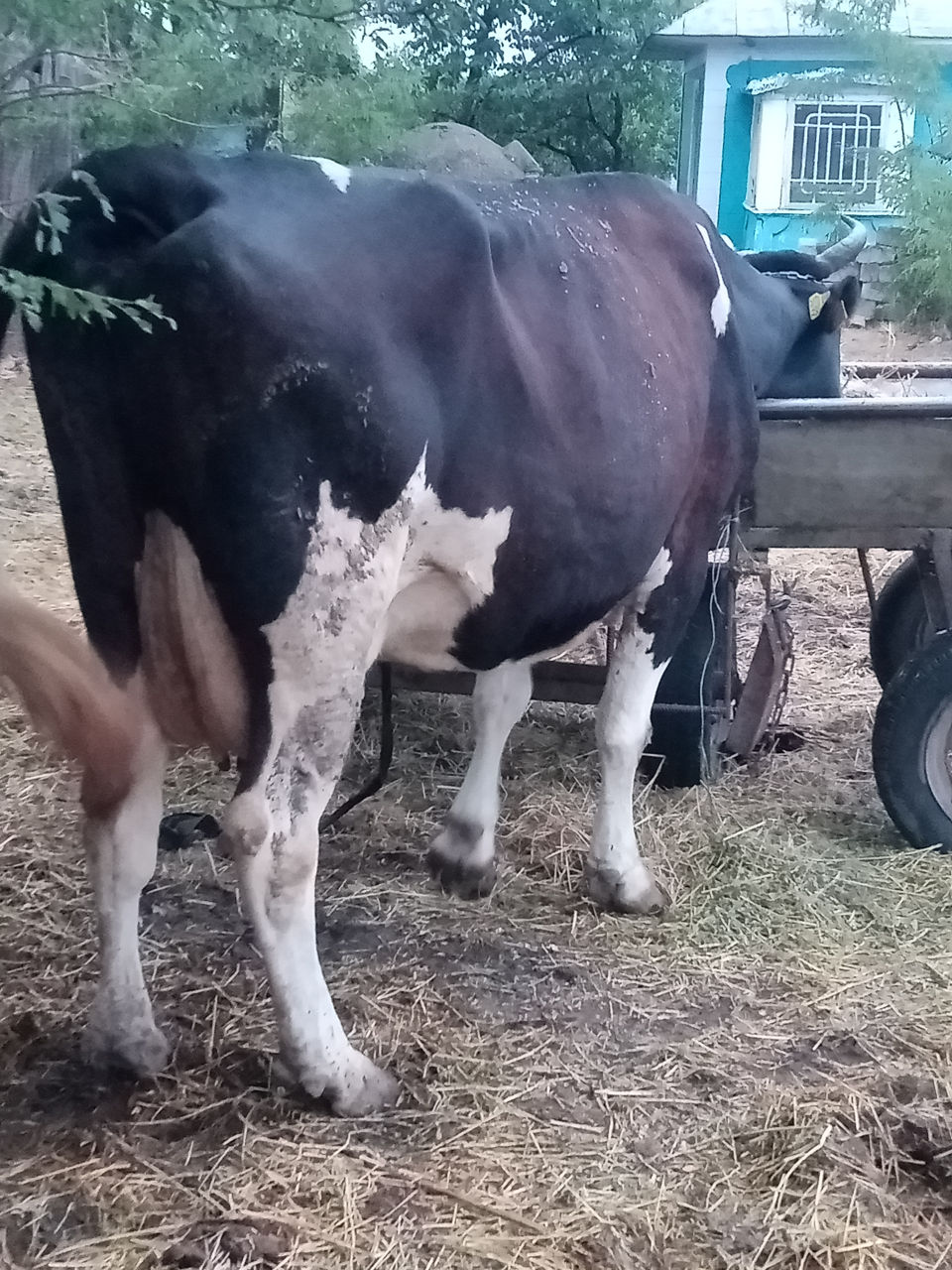 Vind 2 vaci una afata una fatata de 2 lun