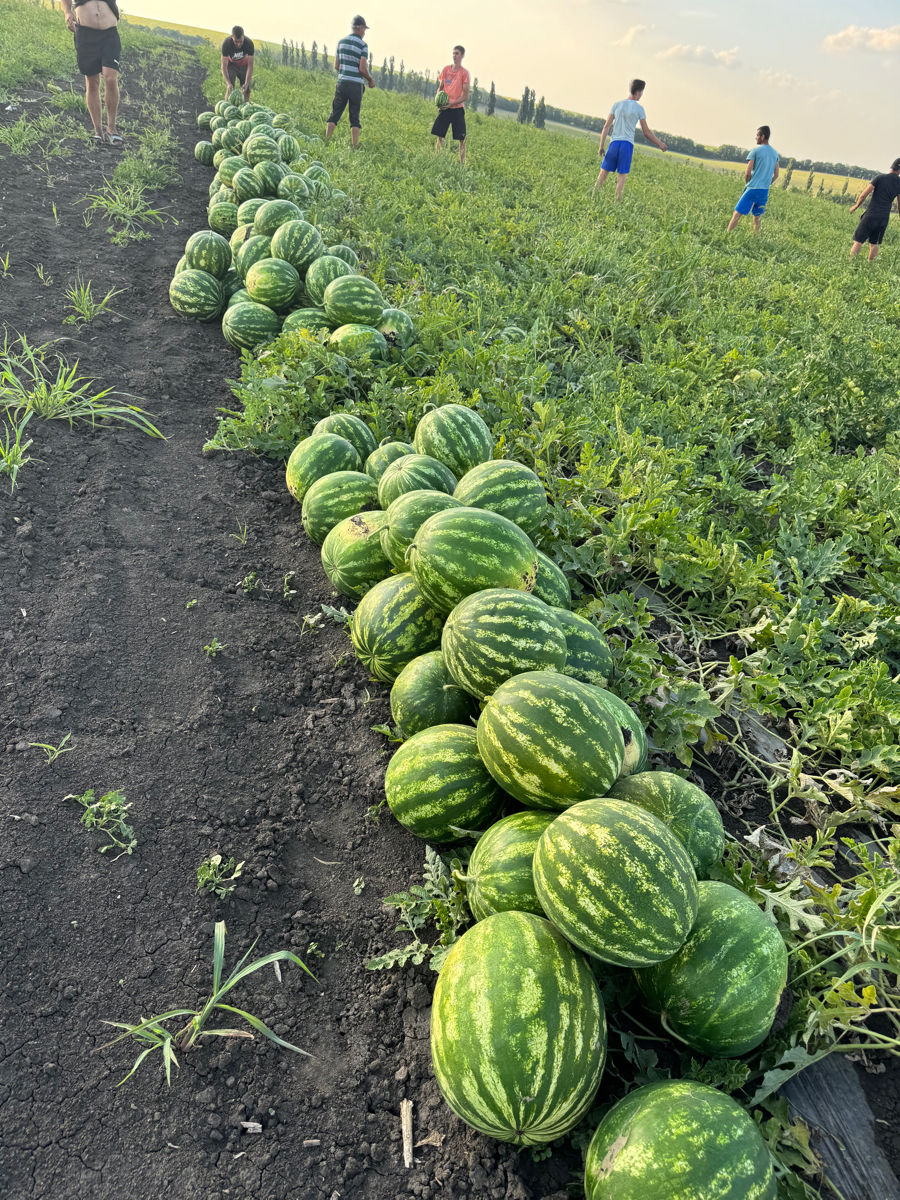 Harbuz Topgun calibru mare