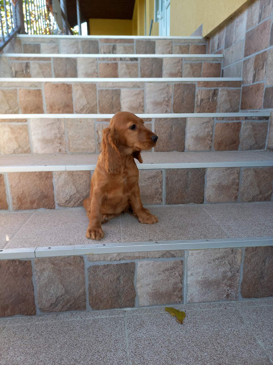 Cocker spaniel englez