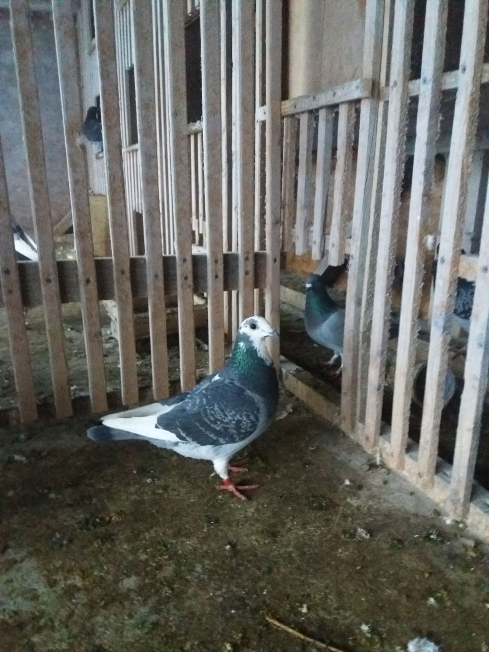 Voiajori. Mascul neamt promeran mascul