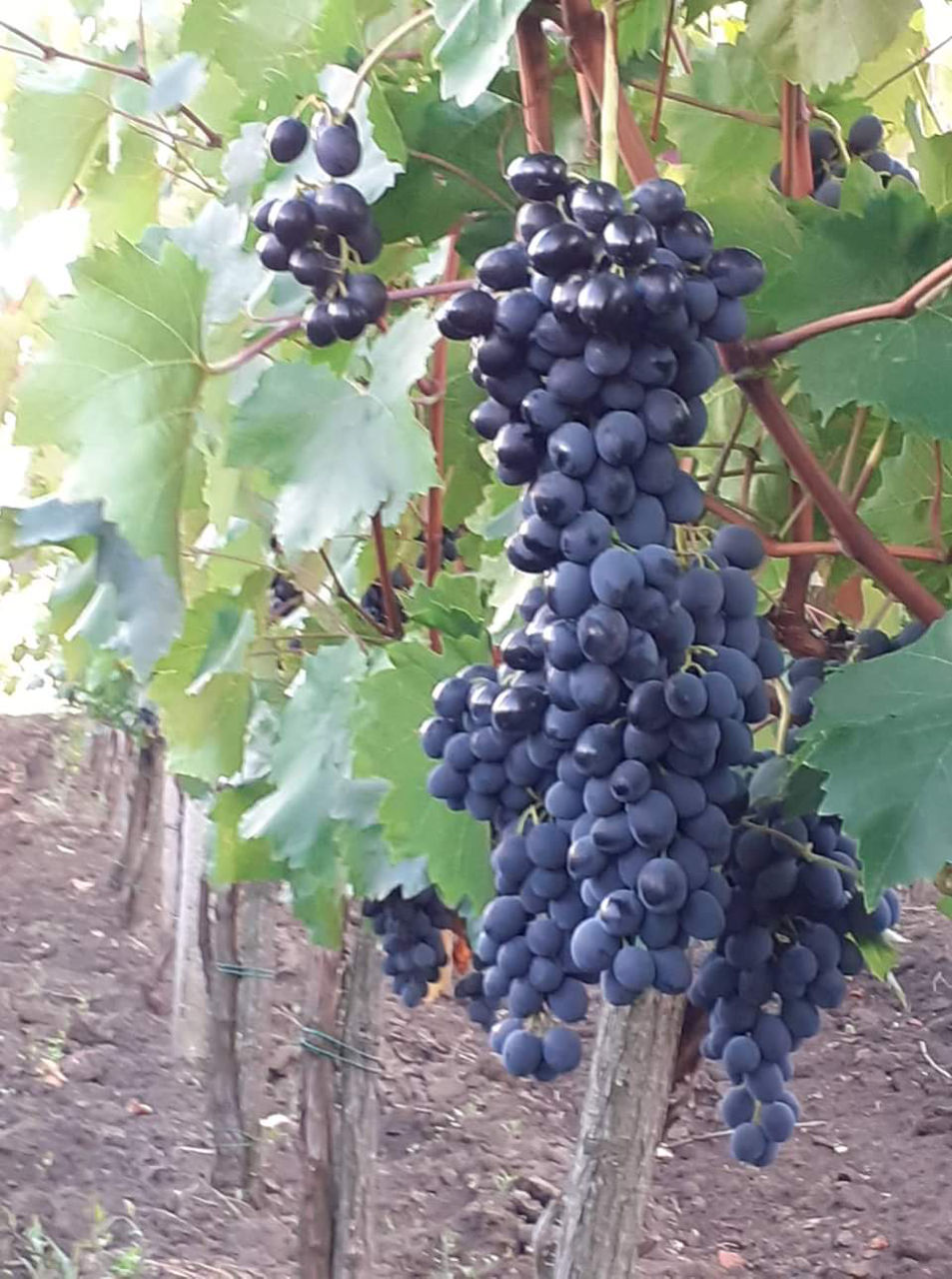 Rachiu de casă din vin 60 % 250 litri, fără miros de fum