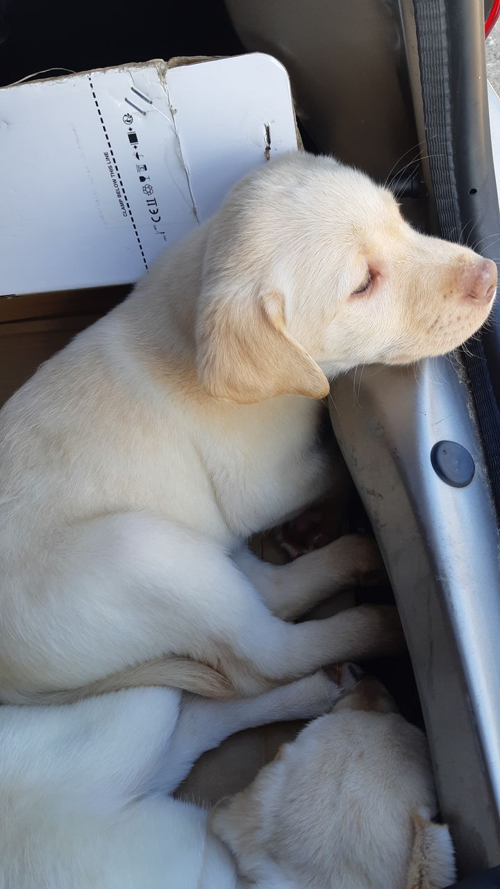 Vând căței de rasa labrador