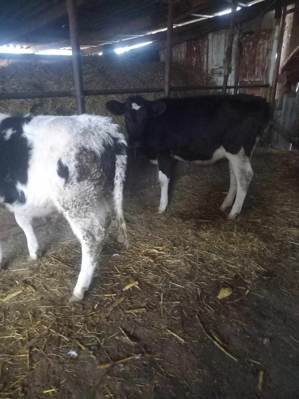 Vind doi vitei la iesle