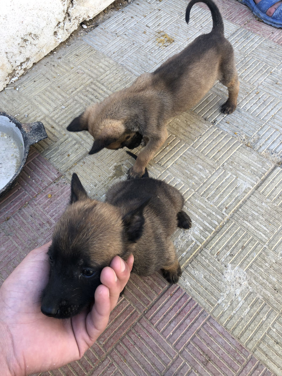 Malinua(Бельгийская Овчарка)