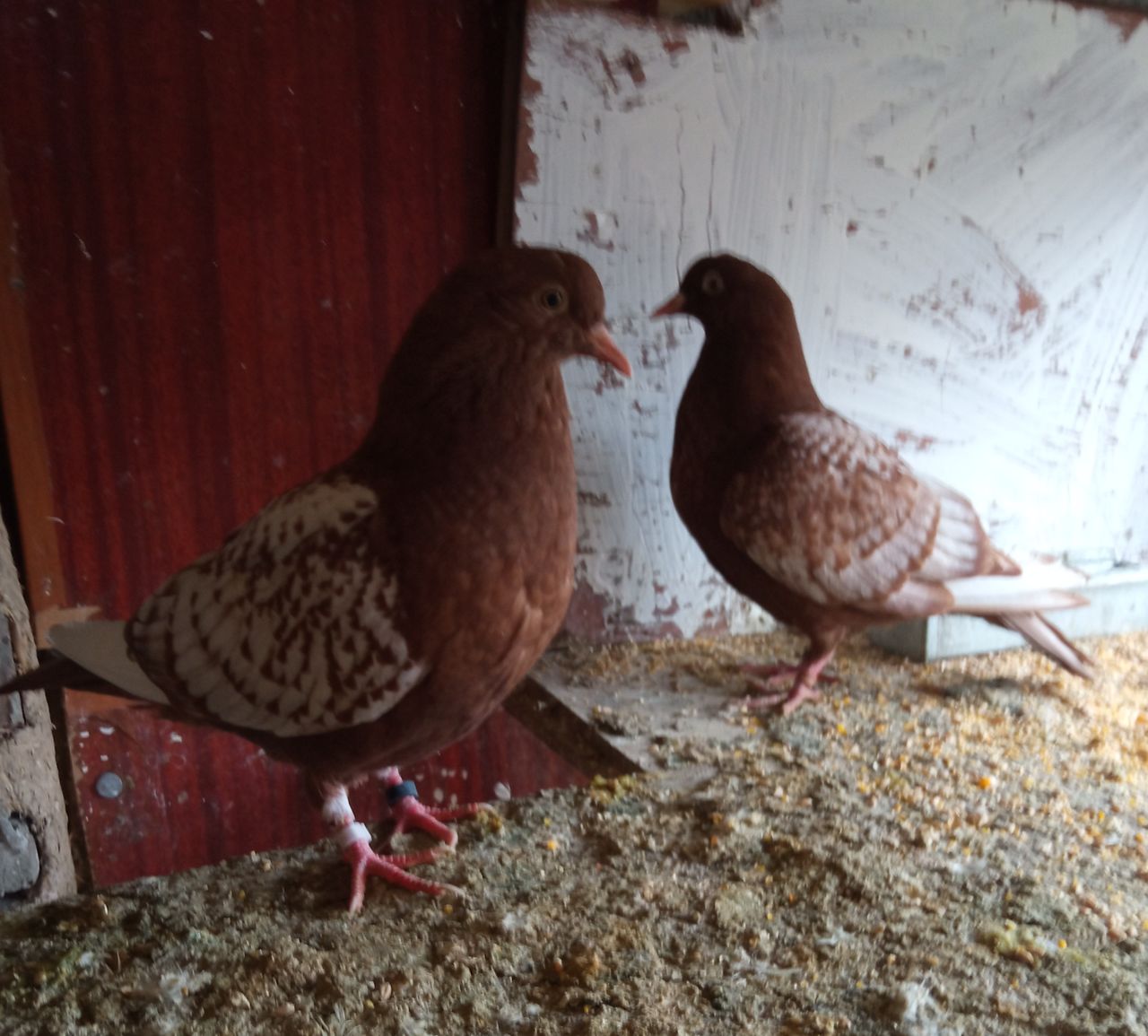 Vind porumbei pui texani.porumbei pui lux polonez.