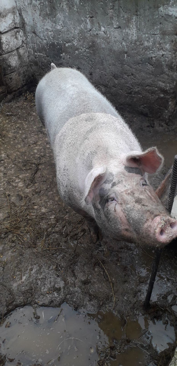 Vând porc , crescut în condiții casnice