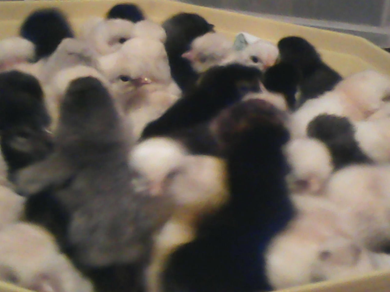 Vand pui: ancaltati cu mot cu gatul gol cu ciup sau ancaltati cu barba ...