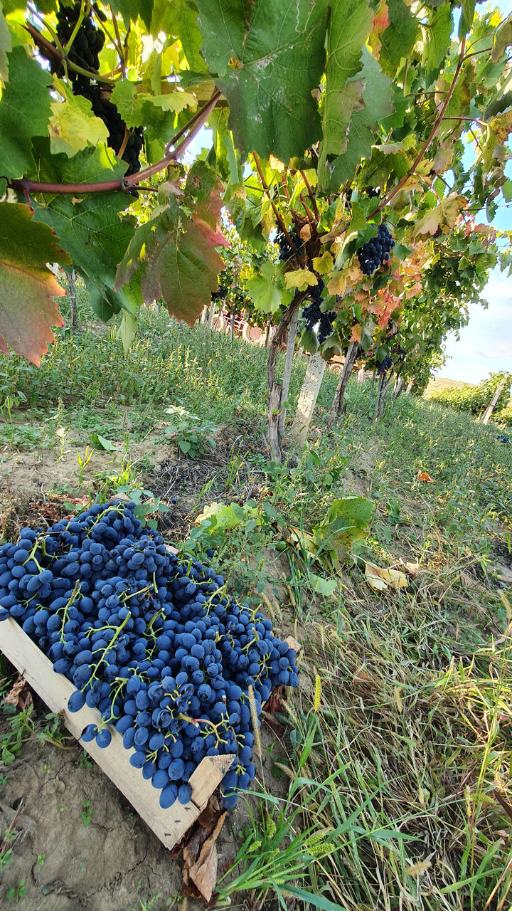 Struguri,Poamă Moldova