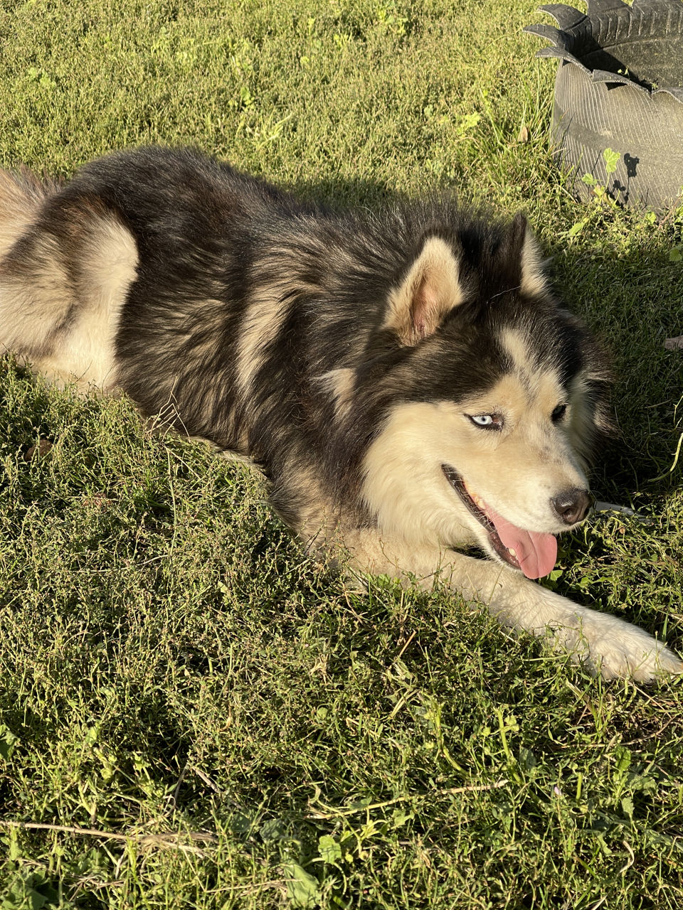 Husky mascul la imperechere