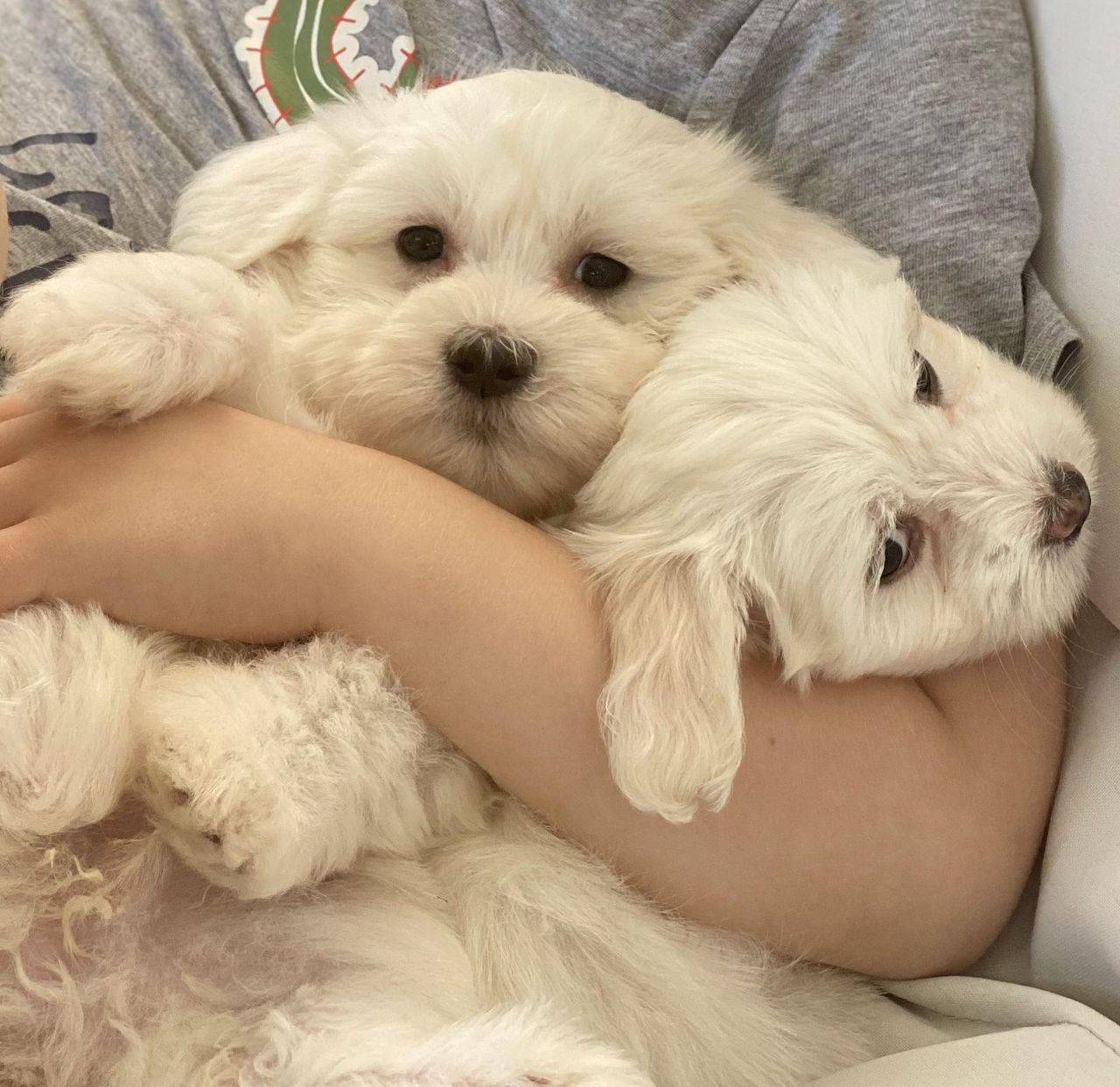 Pui (femela) Bichon Maltese