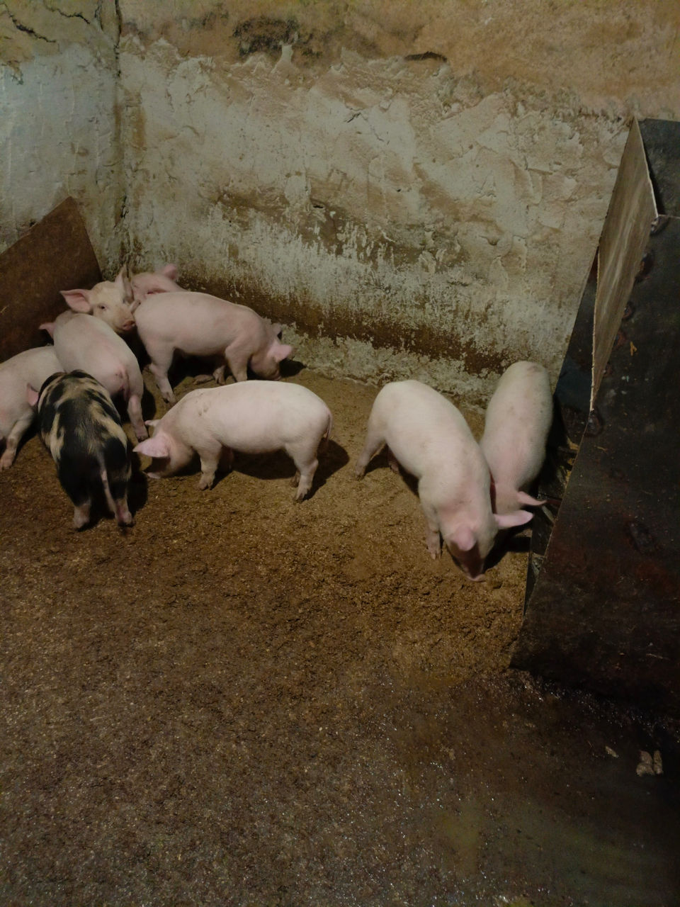 vand purcei 060463663