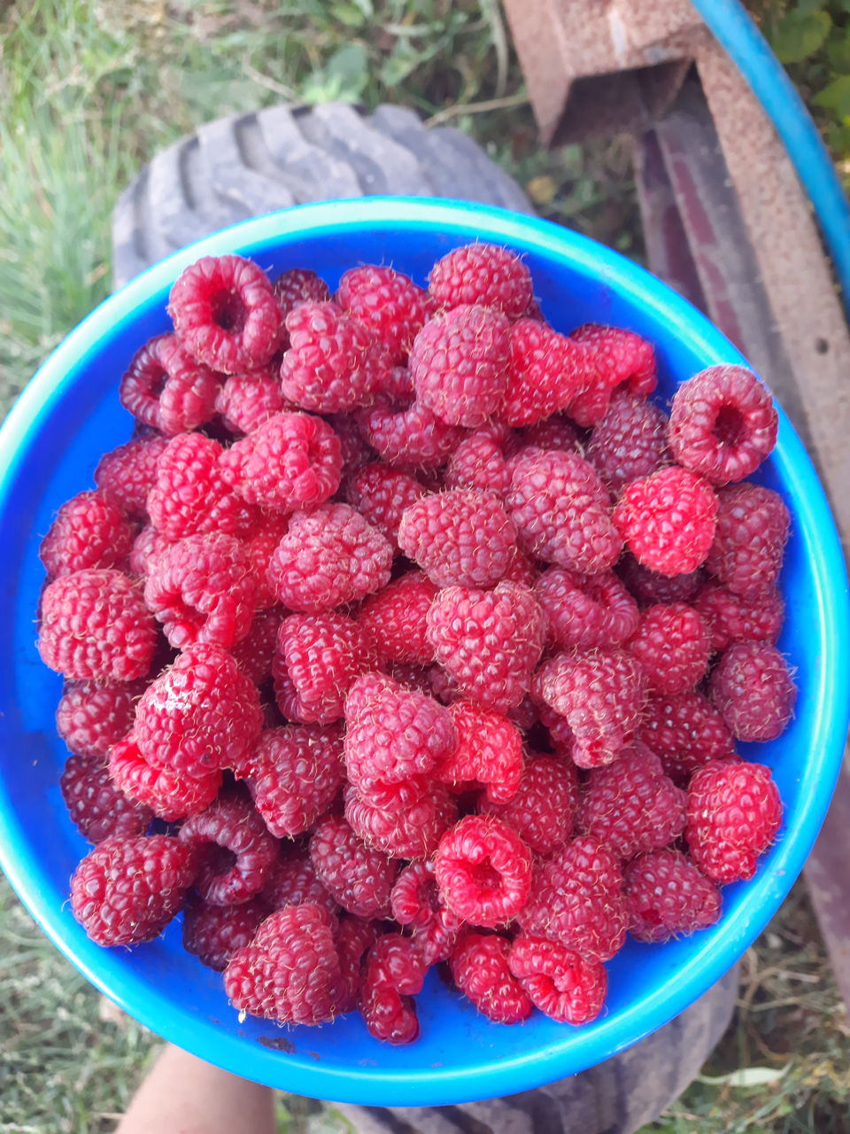 Vînd puet de malină cuşma lu guguță