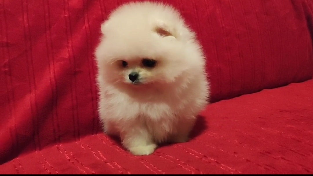 Подарок любимым! mini spitz pomeranian toy