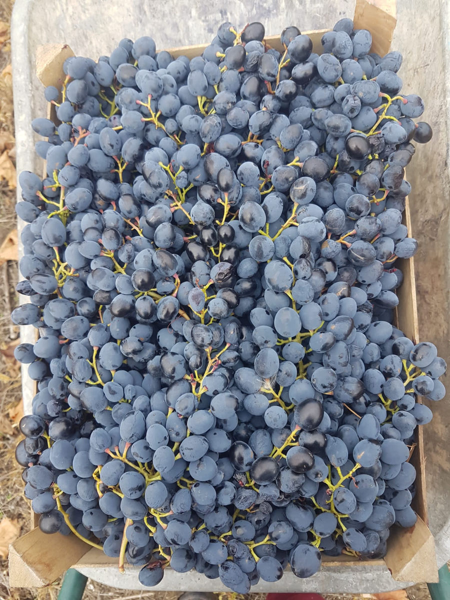 Struguri Moldova pentru vin