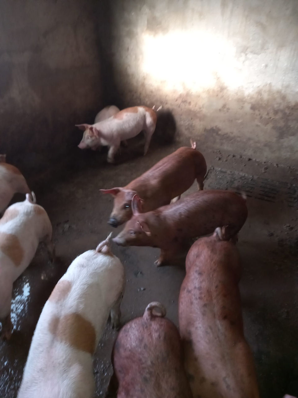 Purcei buni 80 lei kg