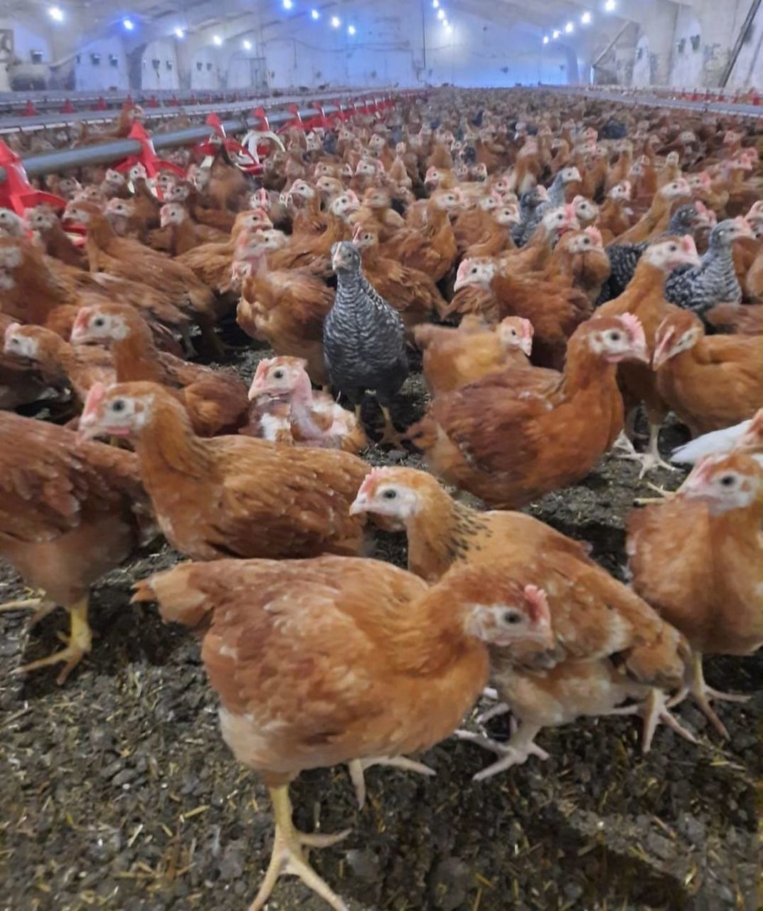 Pui Francez, Unguresc si Serebristie de carne si oua