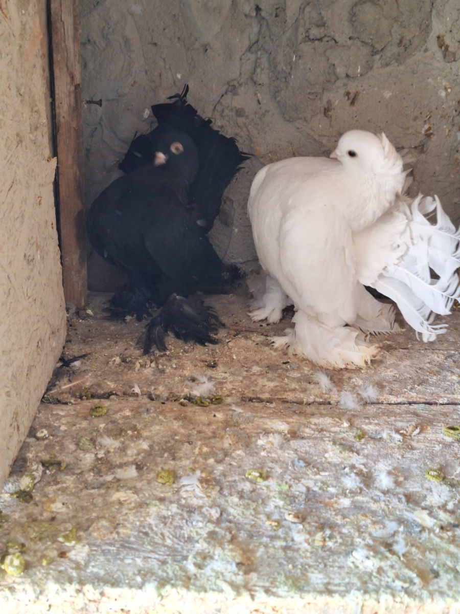 Vind porumbei Statnie