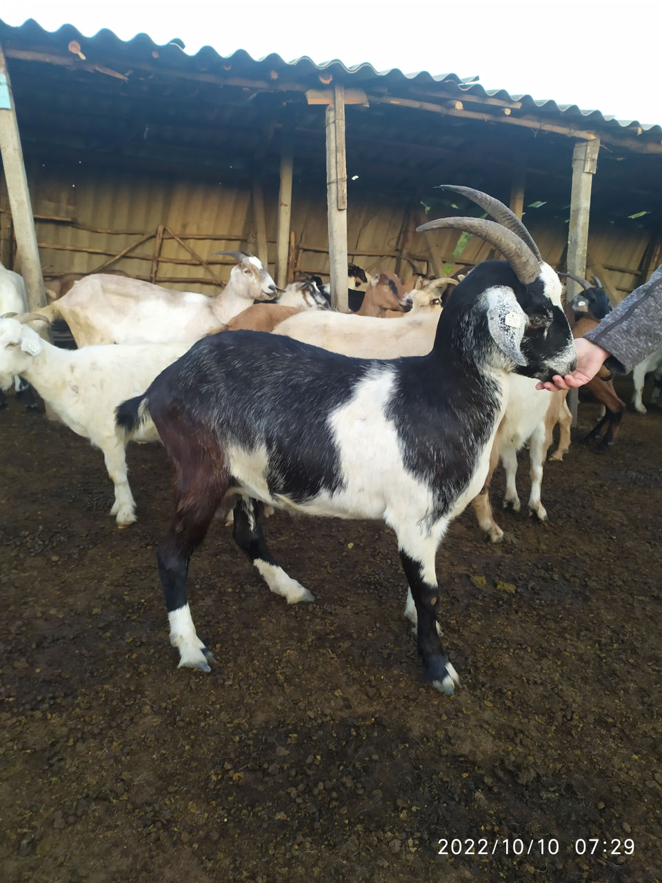 Vînd două capre bune de lapte