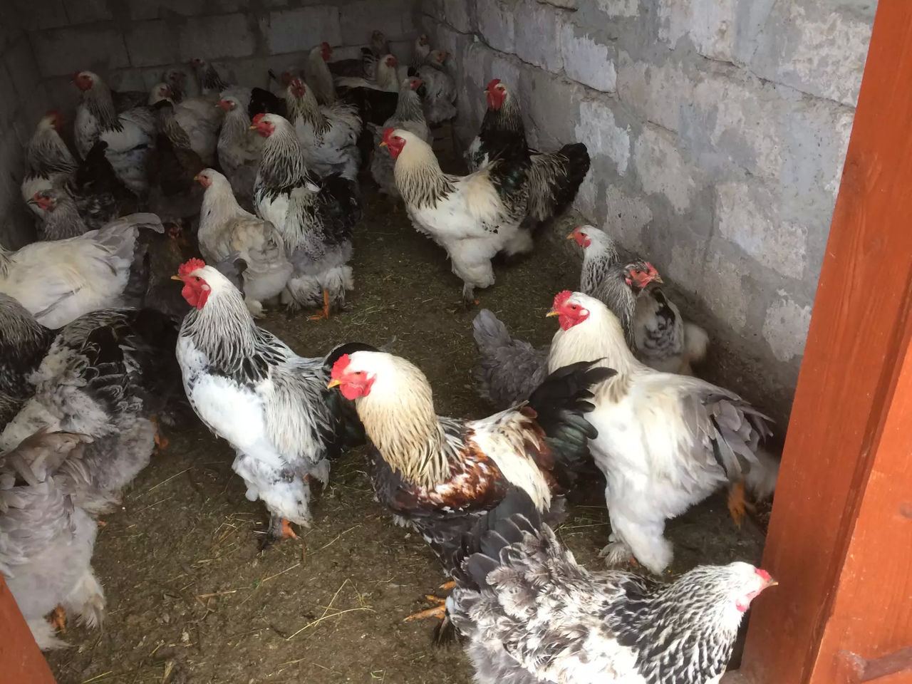 Vind cocosi pui Brama