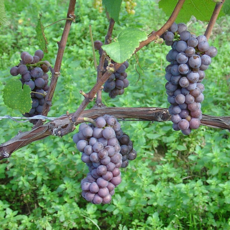 Vindem struguri pentru vin de calitate - Pinot Grigio