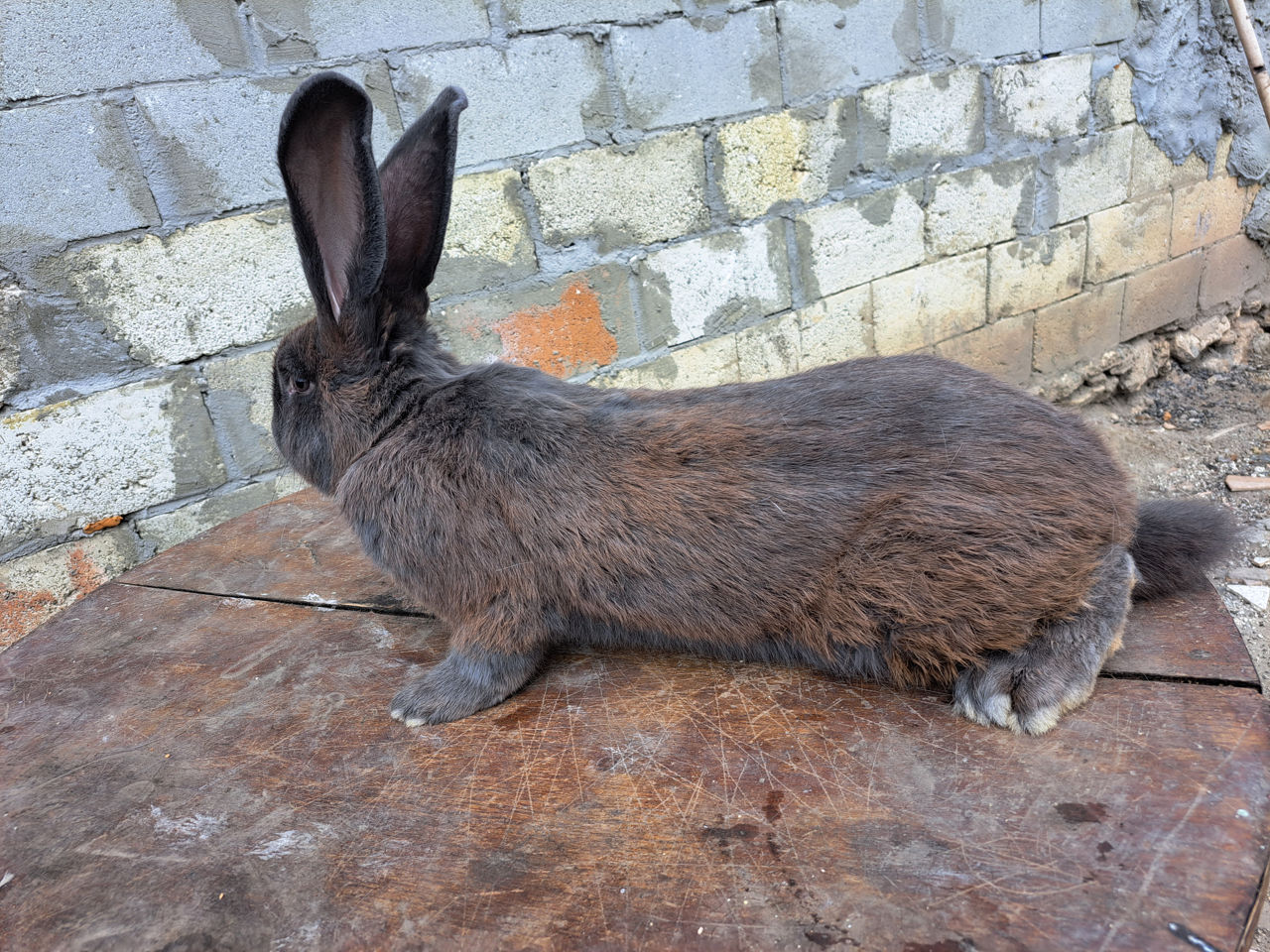 Vind mascul lucrator