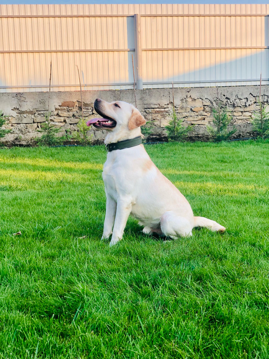 Vând cățel de labrador