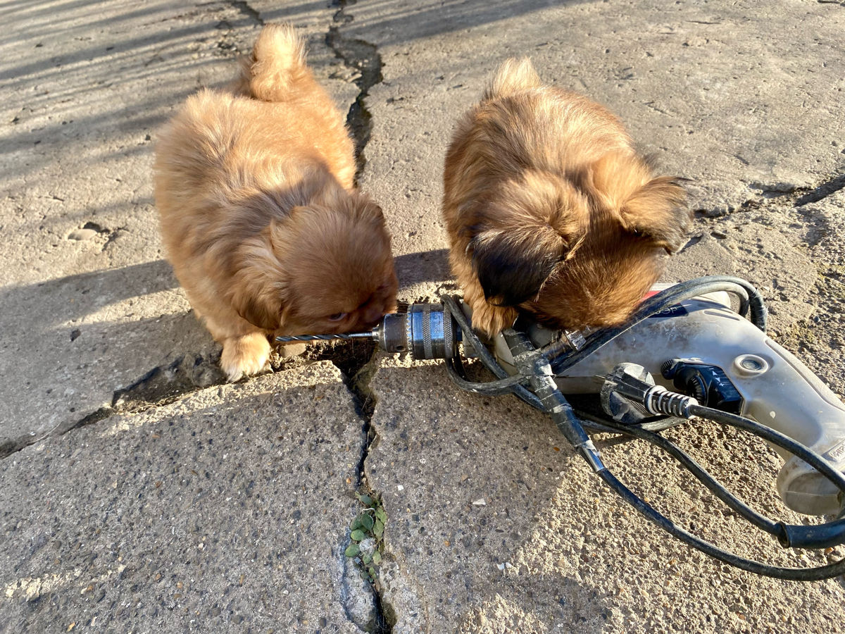 Pekinez ( Pechinez )