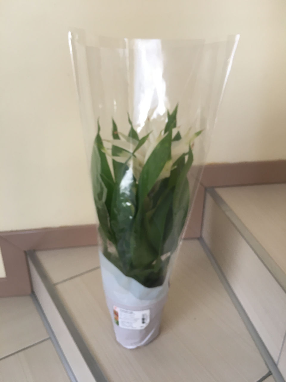 Urgent! Cadou perfect pentru oricine! Floare albă ambalată, frumoasă în ...