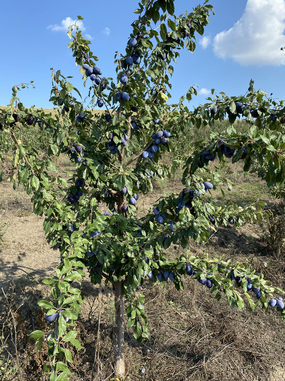 Vind prune proaspete Bluefree Inpressa