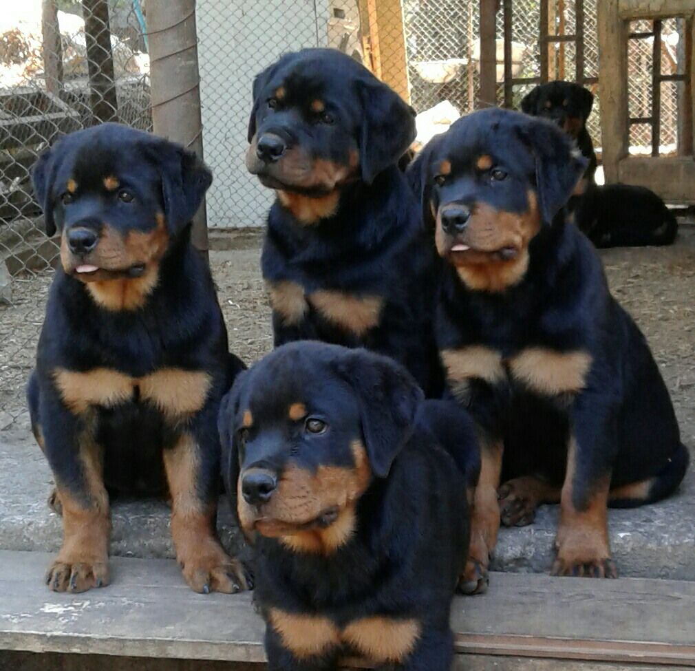 2 catei si o catelusa vaccinati pe poze sunt si parintii ambii sunt ai ...