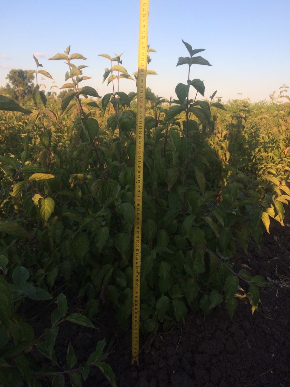 Vind copaci de alun,corn,calina,nuc,tei,precum si copaci fructifieri de ...