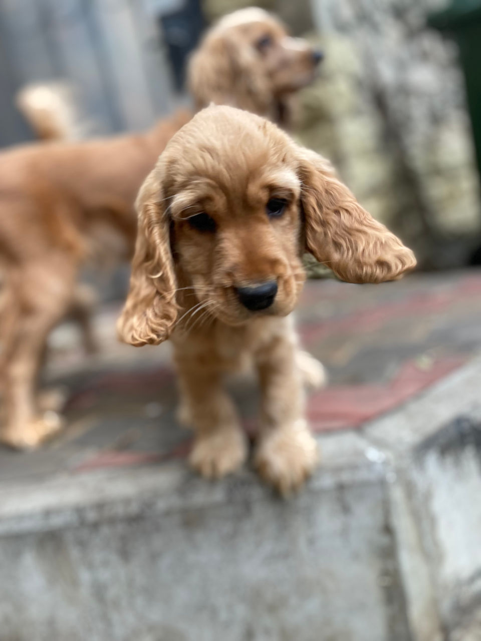 Cocker spaniel englez 120 eur